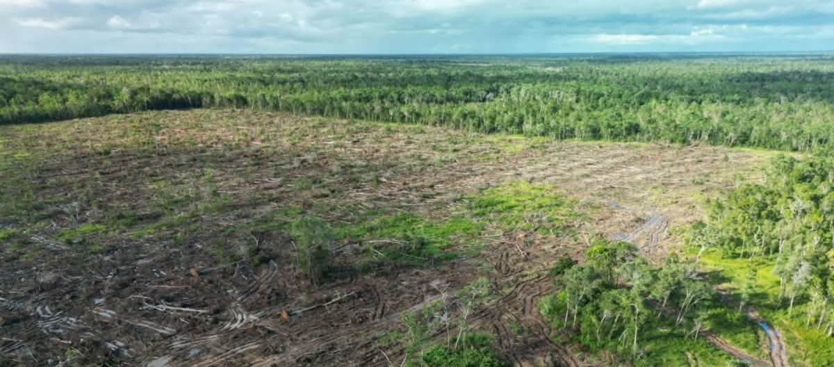 UN calls for explanation on Merauke sugar and ethanol project after ...