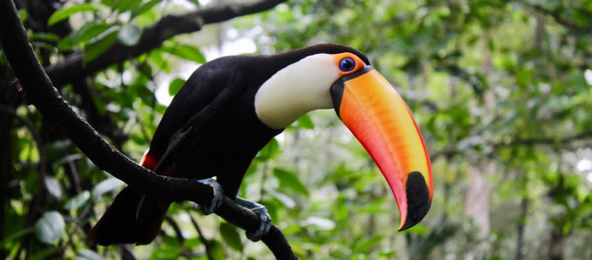 Stay informed - Rainforest Rescue - Rainforest Rescue