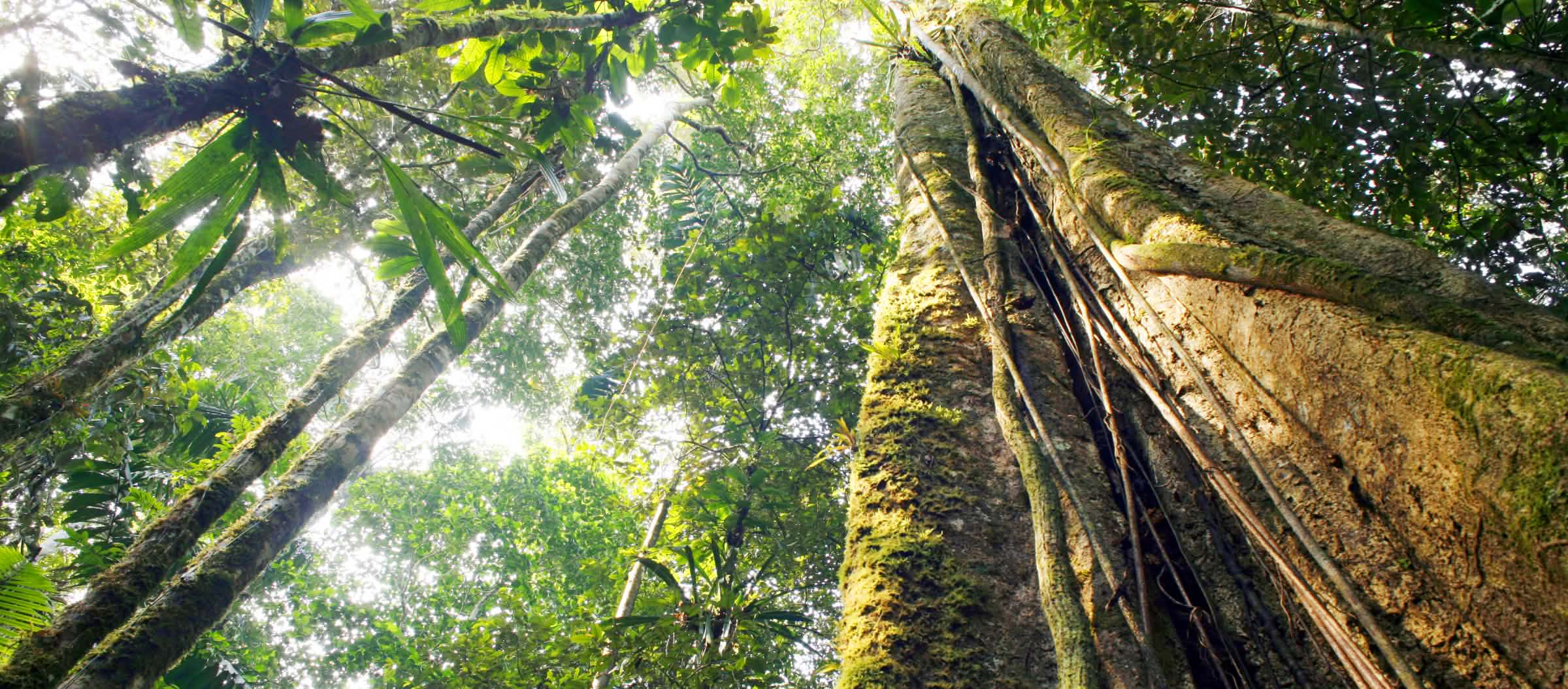 Climate and the rainforest - Rainforest Rescue