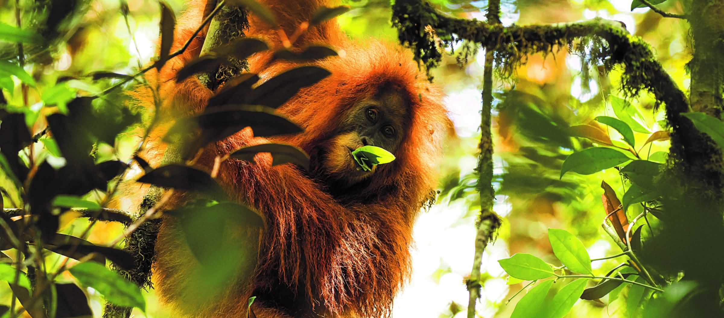 Protecting the Tapanuli orangutan forest - Rainforest Rescue