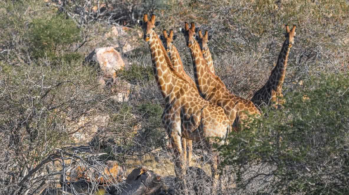 Petitions - Rainforest Rescue