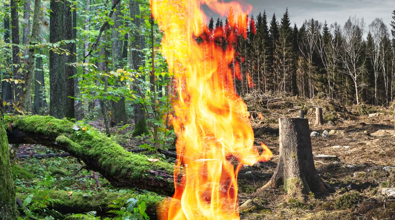 Tell the EU to protect forests, not burn them for energy! - Rainforest ...