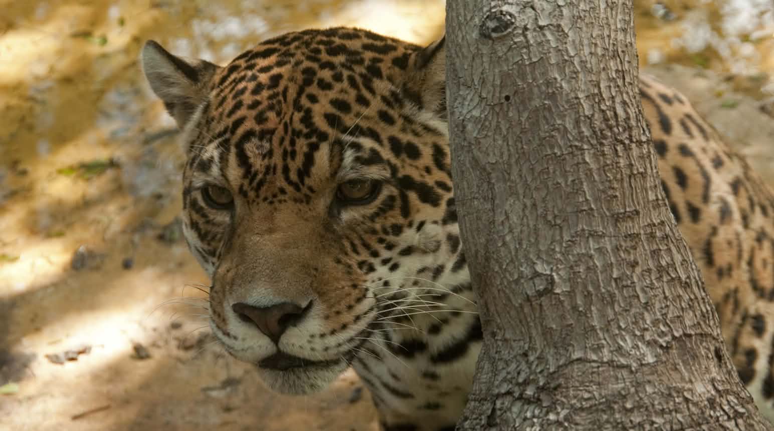 Ecuador: Put the constitutional rights of nature before mining ...