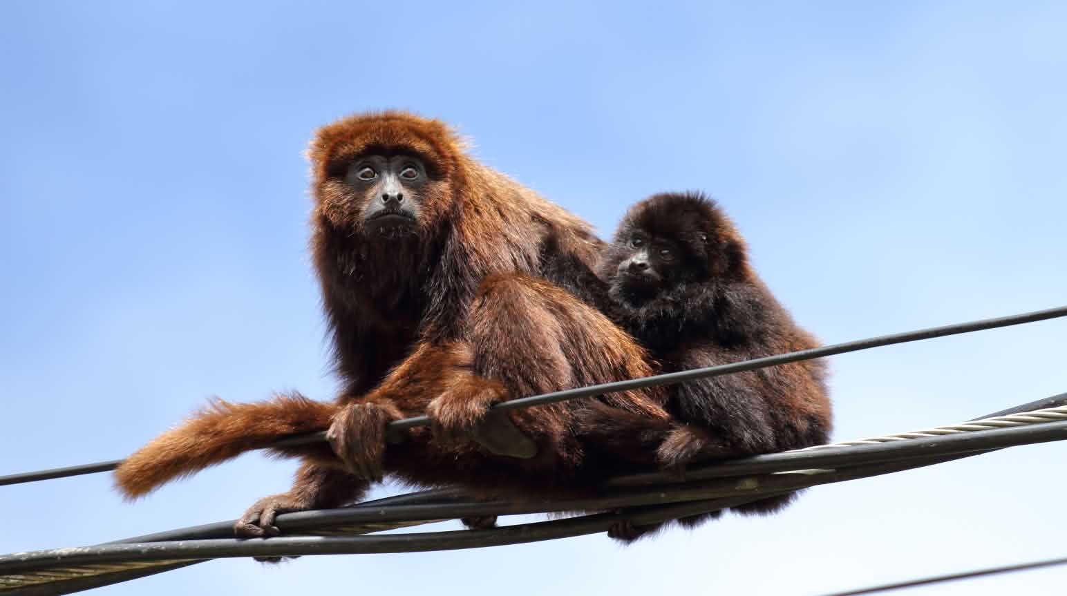 Brazil: Howler monkeys need protection from deadly electric shocks ...