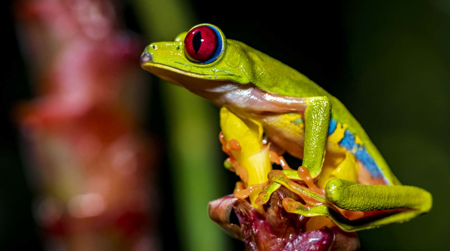 Panama: NO to copper mining in the rainforest! - Rainforest Rescue