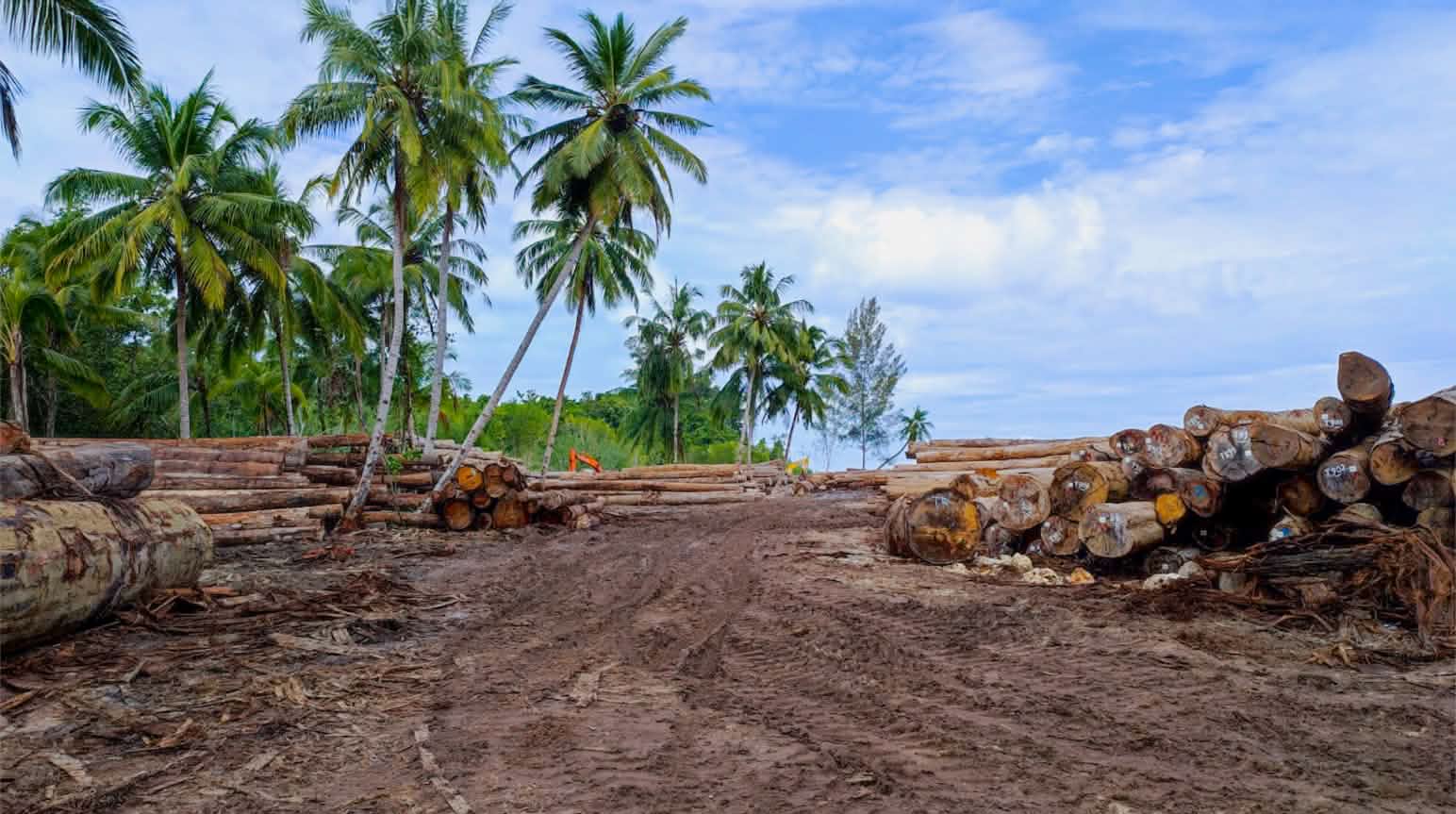 Tropical timber - Rainforest Rescue