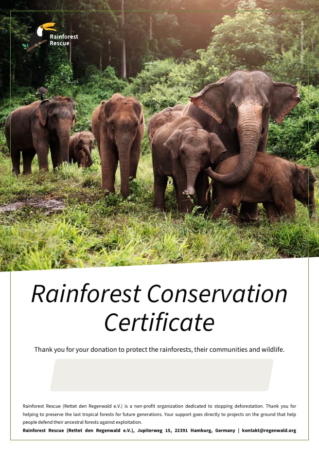 Defending rainforests in Southeast Asia - Rainforest Rescue - Rainforest Rescue