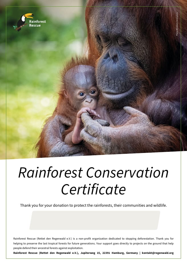 Defending rainforests in Southeast Asia - Rainforest Rescue - Rainforest Rescue