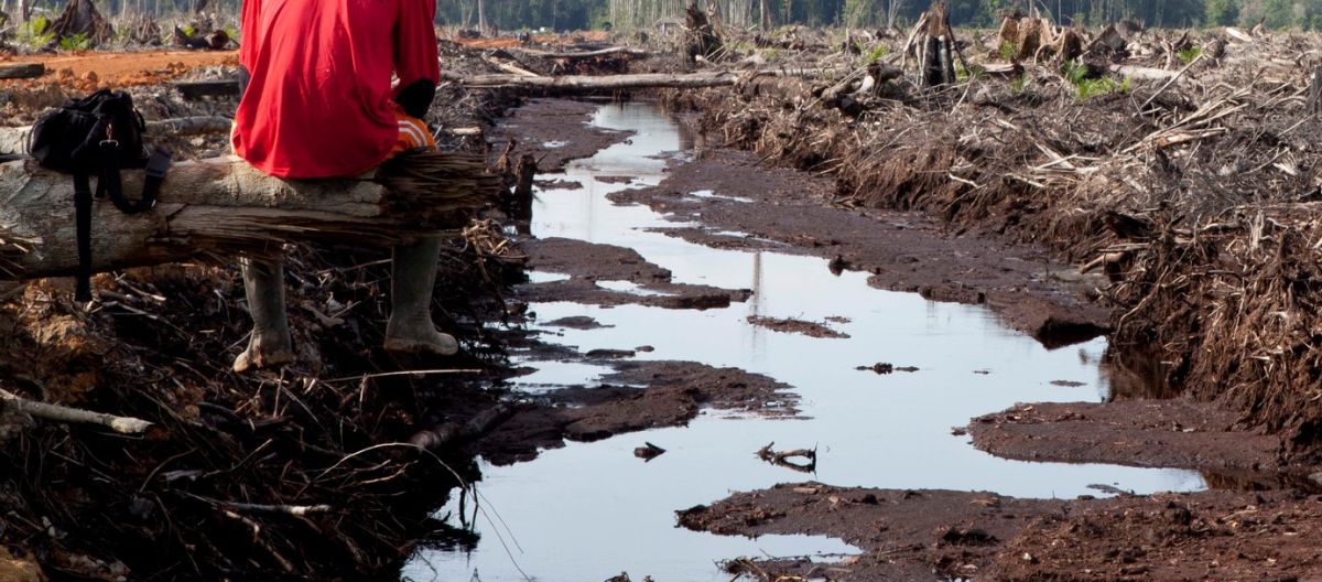 Palm oil – deforestation for everyday products - Rainforest Rescue