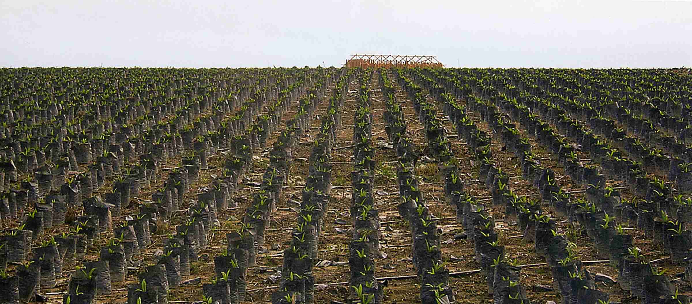 Questions and answers about palm oil - Rainforest Rescue