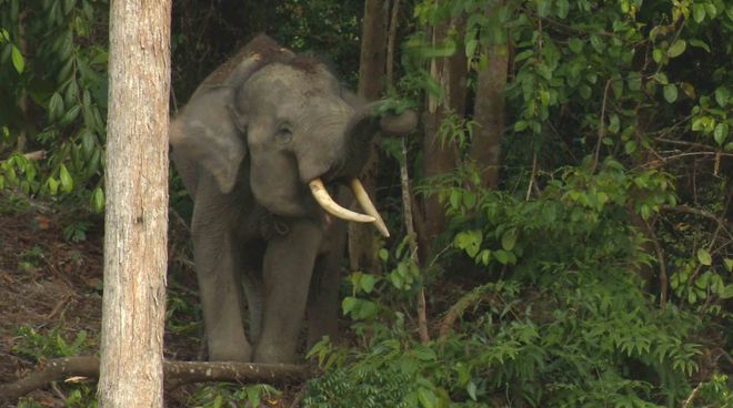 Biodiversity - Rainforest Rescue