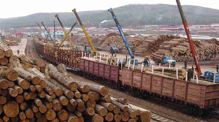 Tropical timber - Rainforest Rescue