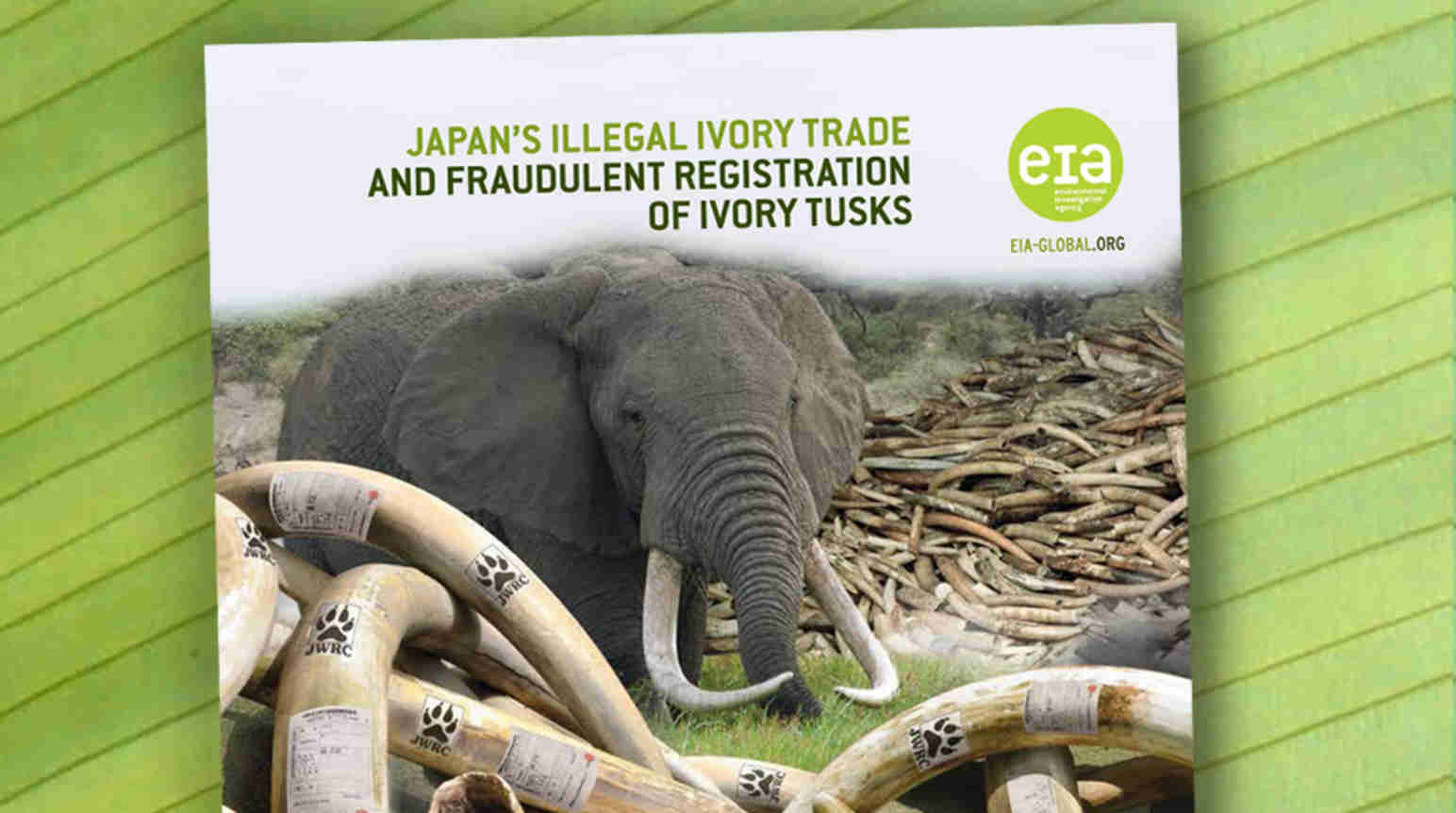 Yahoo: stop ivory trafficking NOW! - Rainforest Rescue