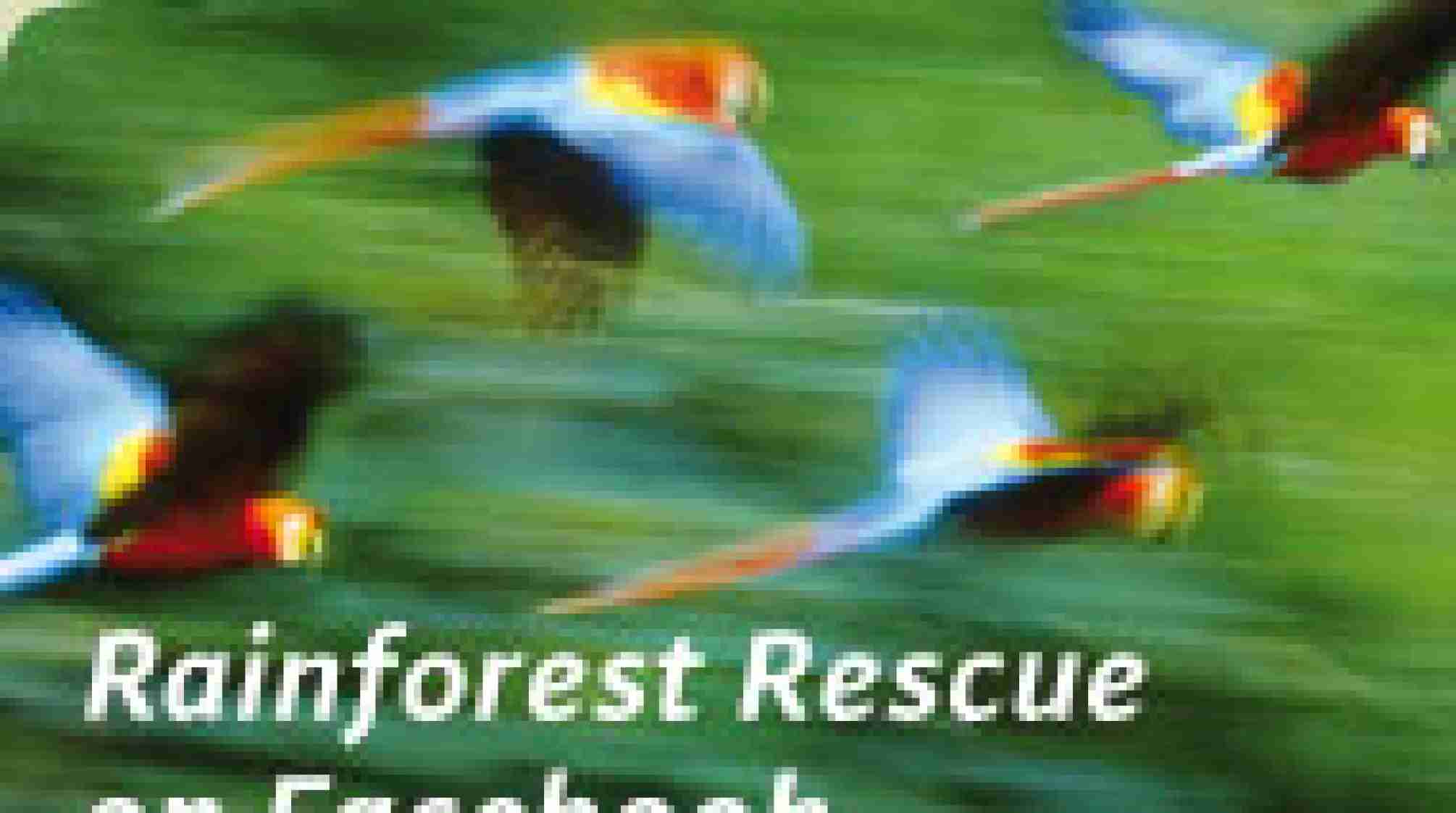 Rainforest Rescue on Facebook - Rainforest Rescue