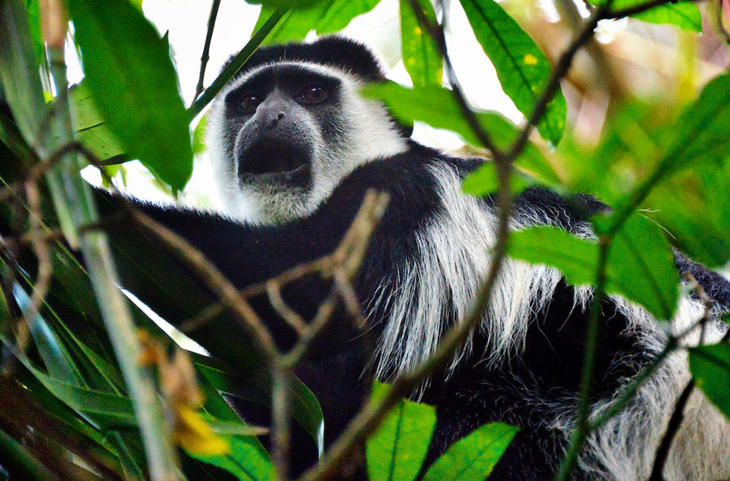 Uganda: stop the destruction of Buvuma Island - Rainforest Rescue