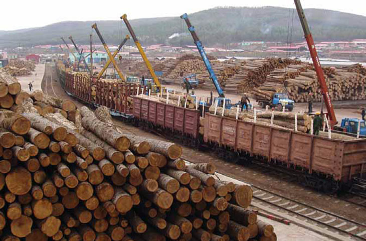 China: the New Hotbed of Illegal Timber Trade - Rainforest Rescue