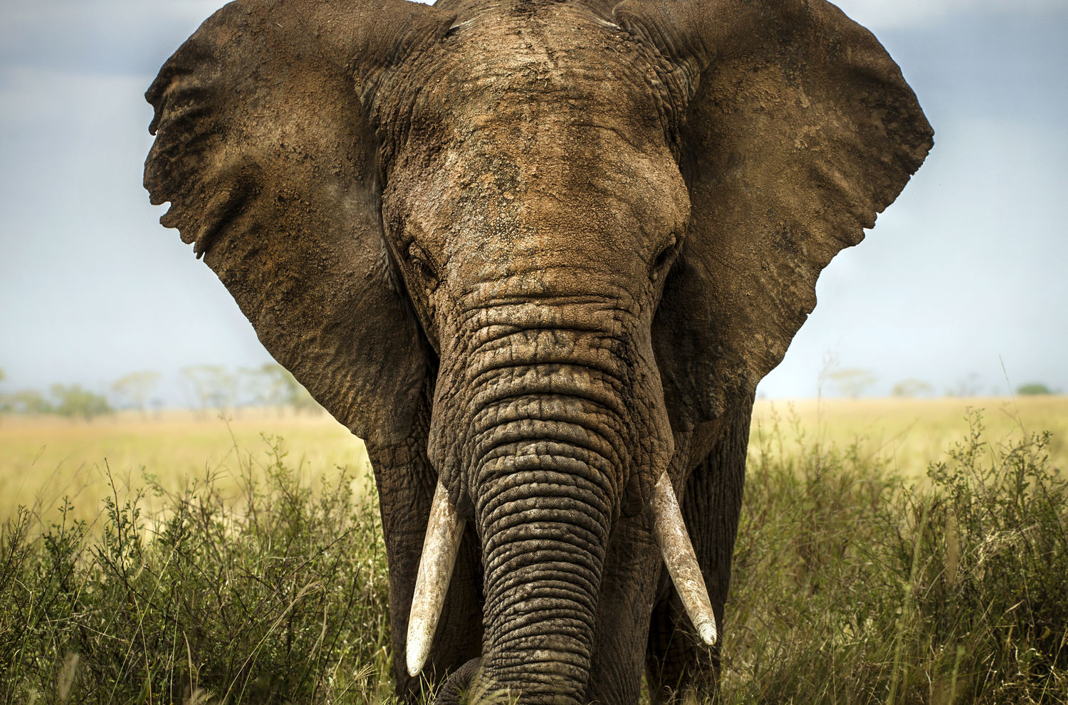 Tell the EU to stop aiding ivory traffickers! - Rainforest Rescue
