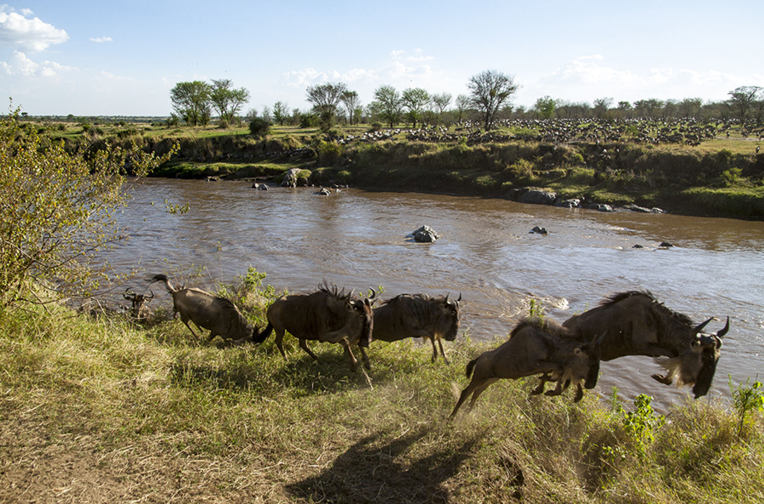 Serengeti must not die: save Kenya's Mau Forest - Rainforest Rescue