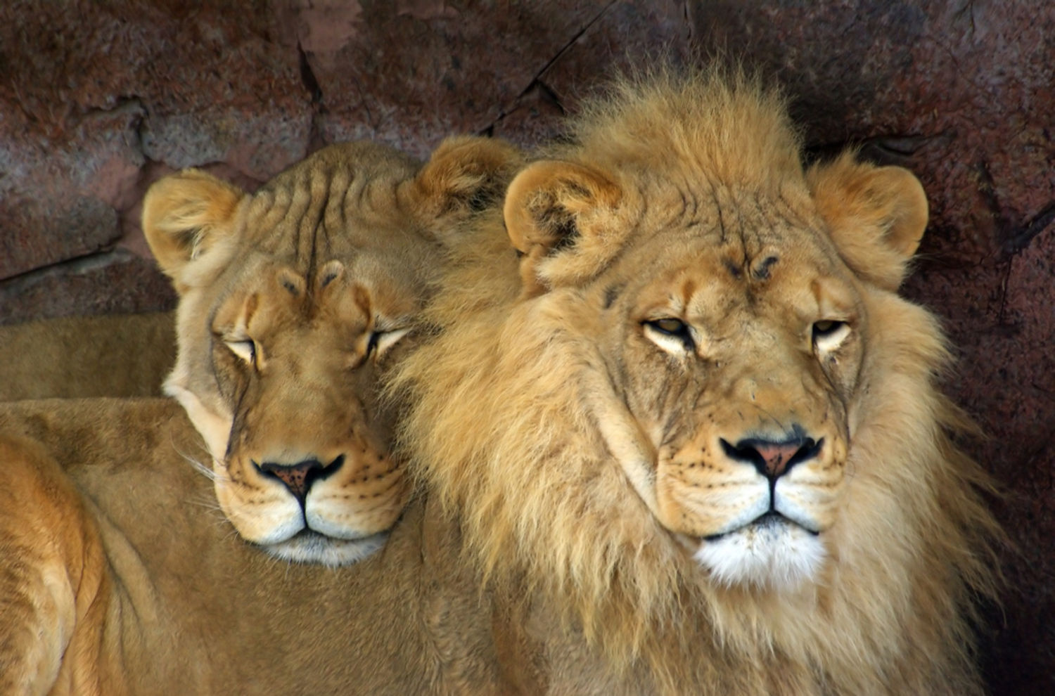 Ban trophy hunting – save the lions! - Rainforest Rescue