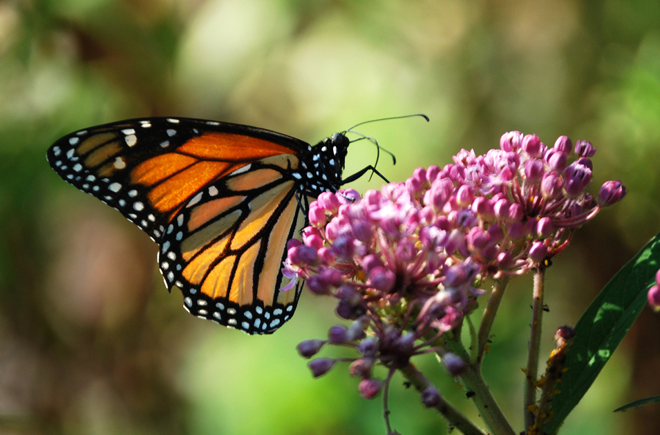 Monsanto vs. monarchs – millions of butterflies disappearing ...