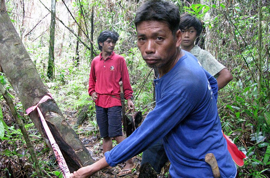 Philippines: UNESCO stands by as forests and livelihoods are destroyed ...