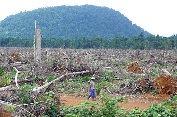 Palm oil for power stations in Hawaii threatens forests and communities ...