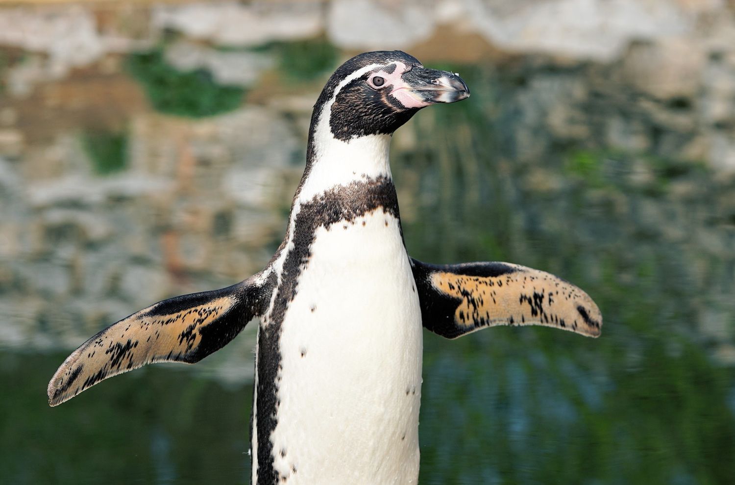 Speak out for Chile's Humboldt penguins! - Rainforest Rescue Speak out for Chile's Humboldt penguins! - Rainforest Rescue