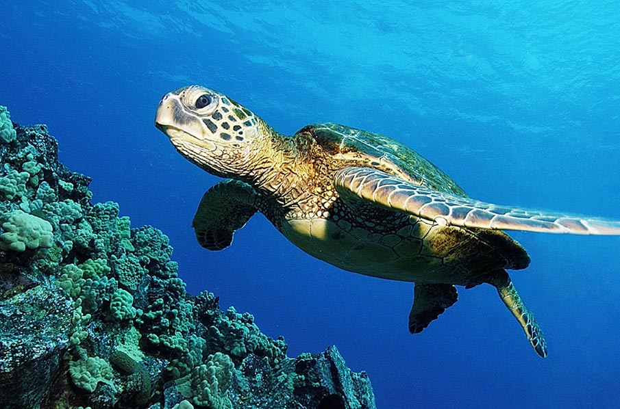 Malaysia: Protect the rainforest reserve and turtles - Rainforest Rescue